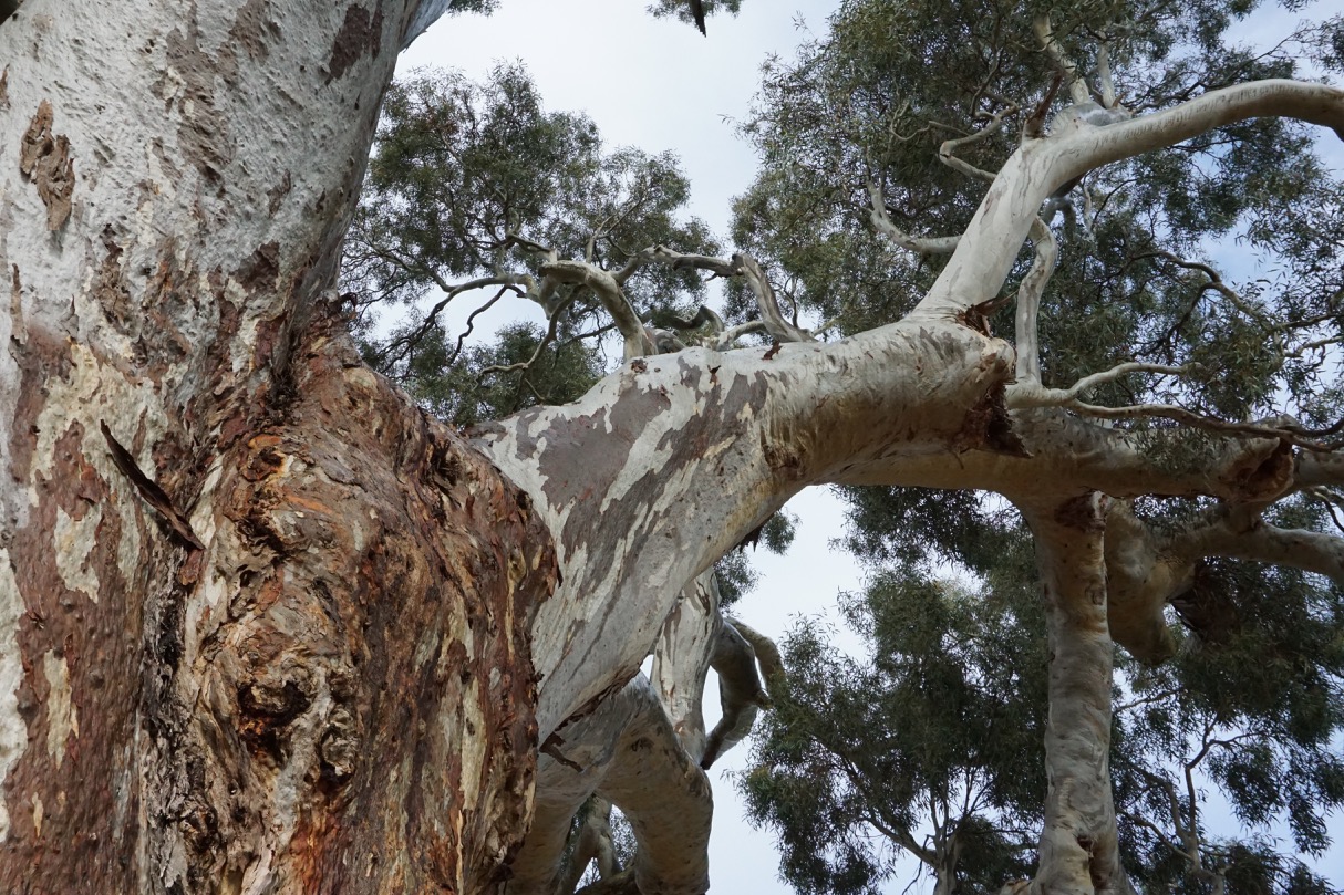 Happiness as Anarchy #60: Big, old trees – Amie Brûlée